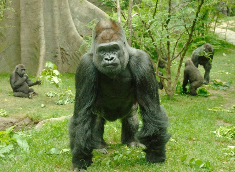 The Fascinating Life of Gorillas: Insights into the World’s Largest ...